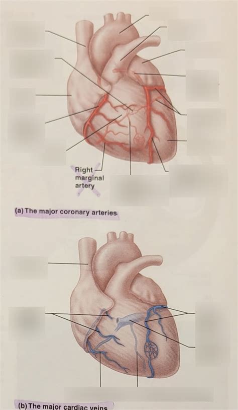 Lab Assignment Heart Arteries Veins Ekg At Glen Williams Blog
