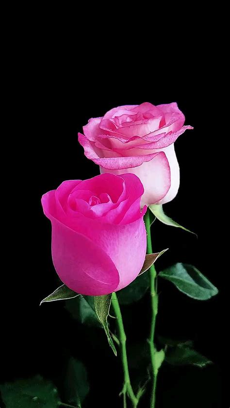 Best 12 Flowers Artofit