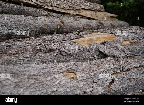 Tree Bark Is Bark And Bast And Protects The Tree From Enemies Stock Photo Alamy
