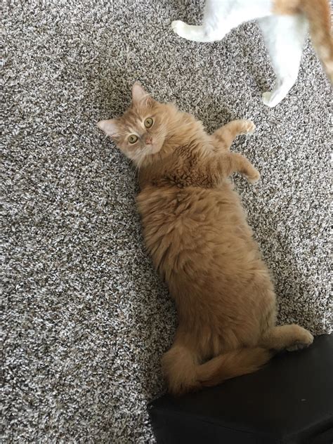 My Sweet Kitty Got Out Last Night Has Anyone Seen Her Rleesummit