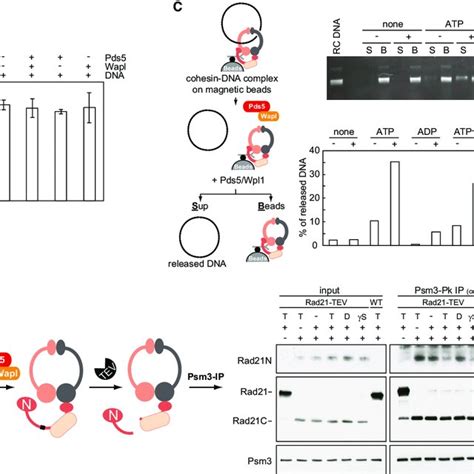Pds5 Wapl Is Both Loader And Unloader A Cohesin Loading Reactions 15