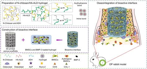 Elastin Derived Scaffolding Associated Or Not With Bone Morphogenetic
