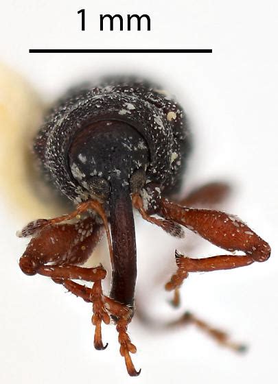 Anthonomus Bugguidenet