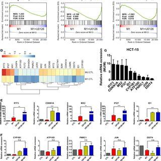 U0126 Inhibited RAS Signaling And Upregulated The Expression Of