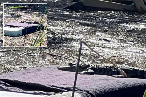 Video Shows Officials Wrangling Alligator After It Snatched And Killed