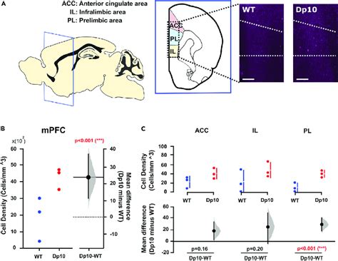 Increased Numbers Of Neuropeptide Y Npy Expressing Interneurons In