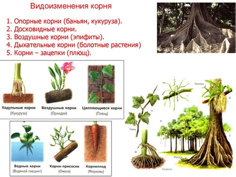 4 2 корень презентация онлайн