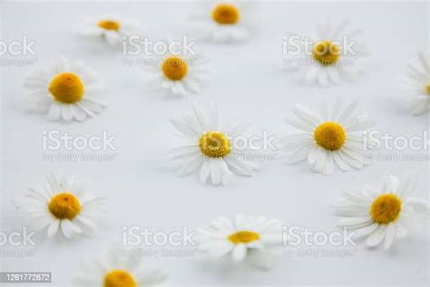 흰색 자연 배경에 데이지의 패턴 텍스트 공간의 복사본이 있는 데이지 프레임입니다 0명에 대한 스톡 사진 및 기타 이미지 0명