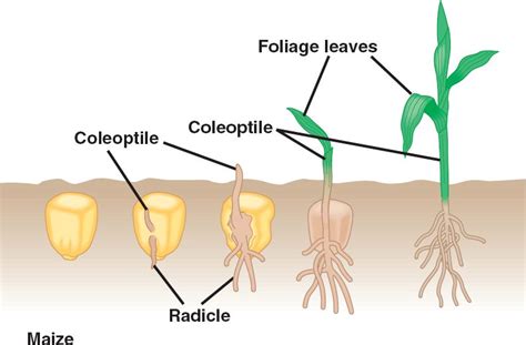Simple Seed Germination Diagram