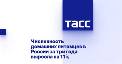 Численность домашних питомцев в России за три года выросла на 11