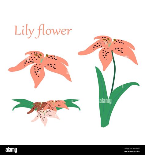 Tiger Lily Illustration Stock Vector Images Alamy