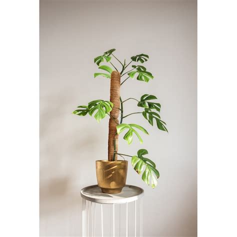 Panacea Products Nordic 3 In W X 16 In H Natural Garden Trellis 12