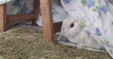 Bun Album On Imgur