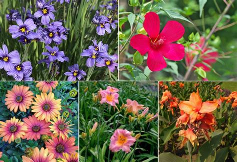 20 Blue Flowering Perennials To Add Some Serenity To Your Garden