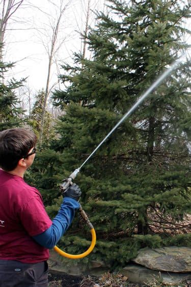 Taking Care Of Your Trees Independent Tree