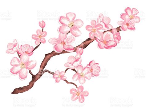 Flores De Cerezo