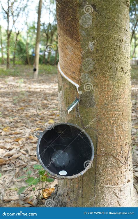 Natural Rubber Latex Is Dropping To Rubber Container Or Bowl From Rubber Tree Stock Photo