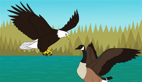 Big Bird Clashes By Wildandnaturefan On Deviantart