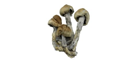 Discover The Psychedelic Power Of The Penis Envy Mushroom