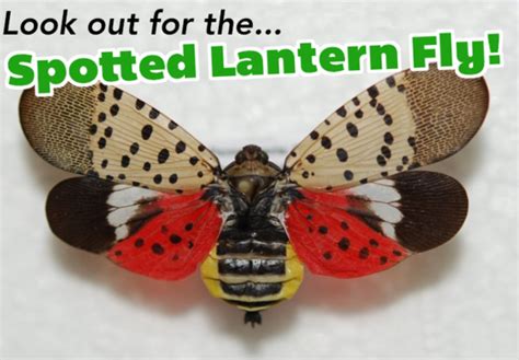 Cornell Cooperative Extension Spotted Lanternfly Nymphs Found In The