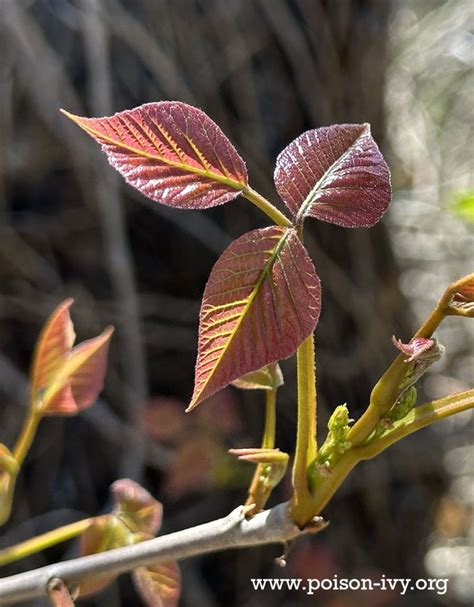 Here Comes Poison Ivy Poison