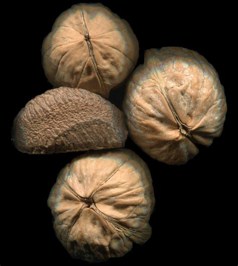 NUTTY Free Photo Download | FreeImages
