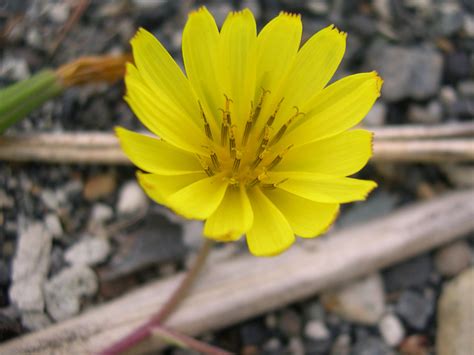 Ixeris Repens