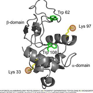 Ribbon Structure Of Hen Egg White Lysozyme Pdb Entry 1e8l The