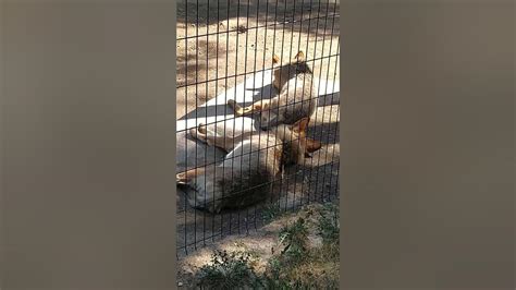 Стая волков Youtube