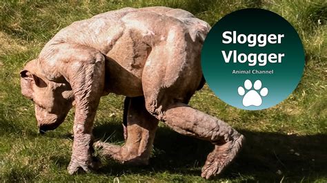 Hairless Chimp Jambo Outside Searching For Leftover Food Youtube