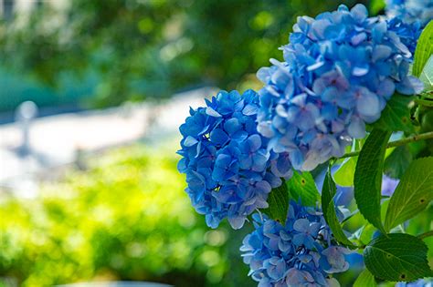 あじさいのフリー写真素材一覧 フリー写真素材フォトック【無料・商用利用可・クレジット表記不要】