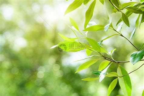 关闭红树林中的绿叶自然与环境概念植物和高清图片下载 正版图片506705907 摄图网