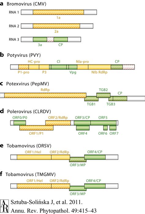 Location Of Recombination Events In Some Exemplary Viral Genomes Download Scientific Diagram