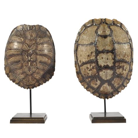 Pair Of Turtle Shells On Stand Turtle Shell Modern Decorative