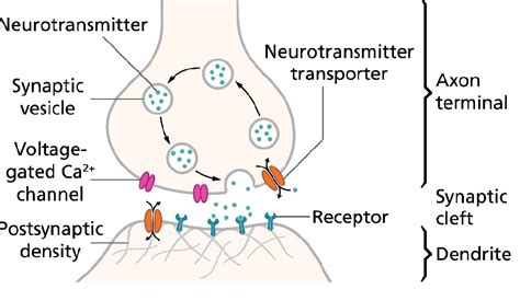 Ddroycourse Neural And Synaptic Activity