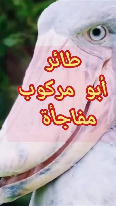 طائر أبو مركوب مفاجأة اكسبلور ترند Youtube