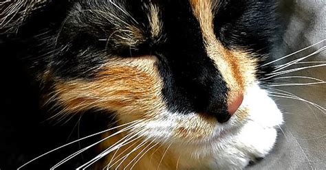 My Cats Breath Smells Like Cat Food Album On Imgur