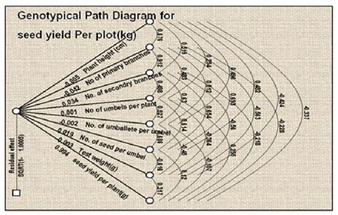 Genotypic Path Diagram For Seed Yield Per Plot Of Coriander Download Scientific Diagram