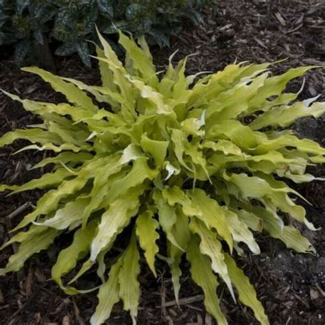 Hosta Wiggles And Squiggles Starter