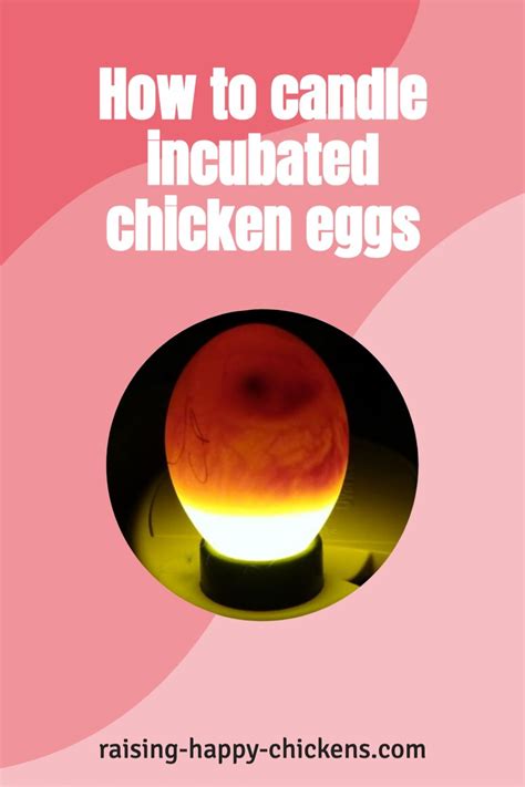Egg Candling Artofit