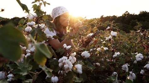 654 Woman Picking Cotton Stock Videos Footage And 4k Video Clips