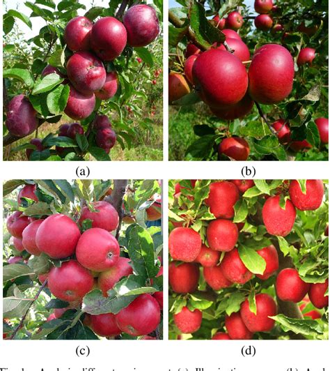 Figure 1 From Overlapped Apple Fruit Yield Estimation Using Pixel Classification And Hough