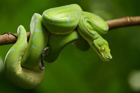 Are Pythons Venomous Reptile School