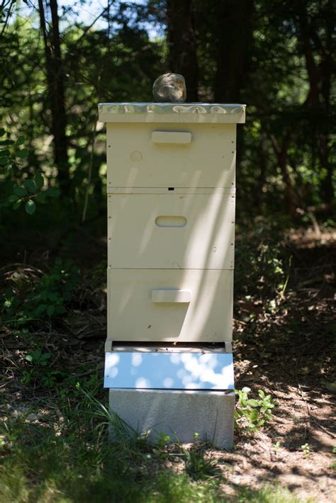 Warre Hives A Detailed Overview Beehivehero
