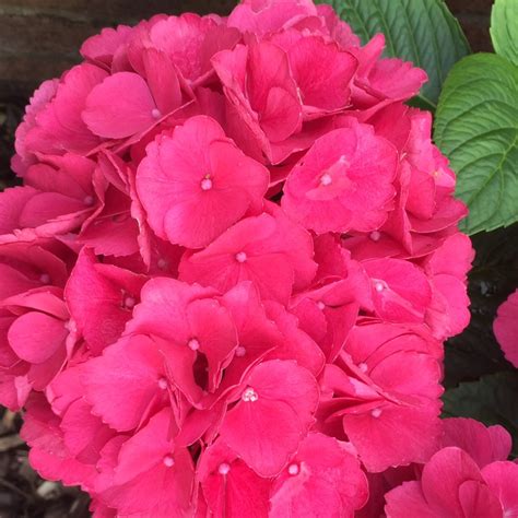 Hydrangea Macrophylla Doris Hydrangea Doris Uploaded By Wilbur