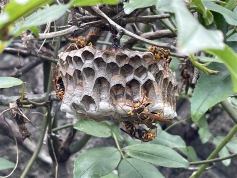 ハチ駆除ファウンダー 宮崎における蜂の巣駆除はお任せください！