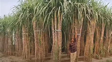 Sugarcane Farming गन्ने की खेती Agriculture Gyan