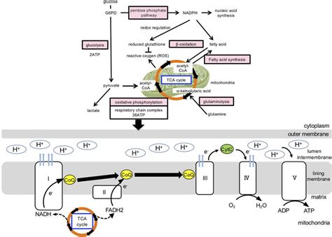 Atp Synthase Steps