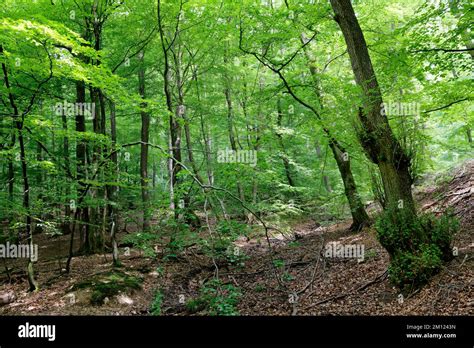 Ha mmel -Fotos und -Bildmaterial in hoher Auflösung – Alamy