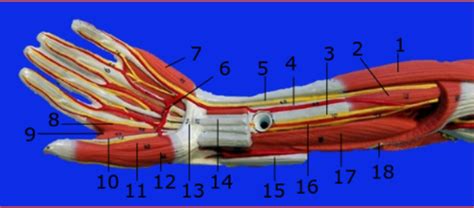 Unit Labs Ppts Arm Leg Integument Flashcards Quizlet